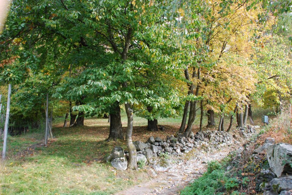 La via dei castagni, memoria del mondo - trentinomese